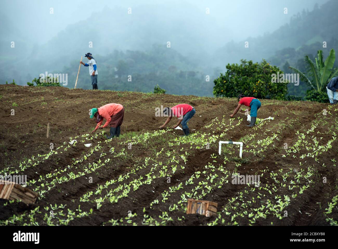 Ngobe Bugle Man Fotografías E Imágenes De Alta Resolución Alamy