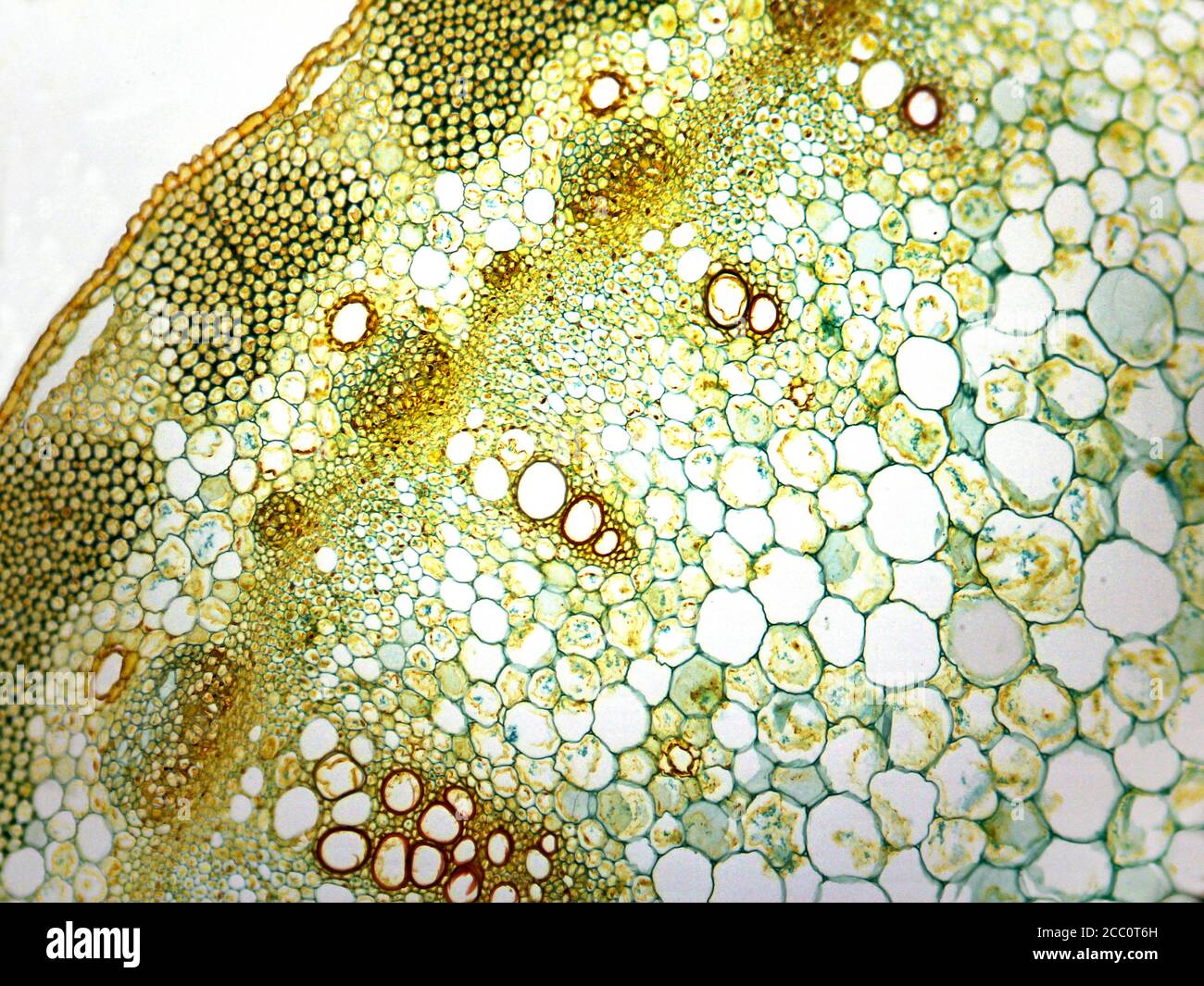 Células De Apio Bajo El Microscopio