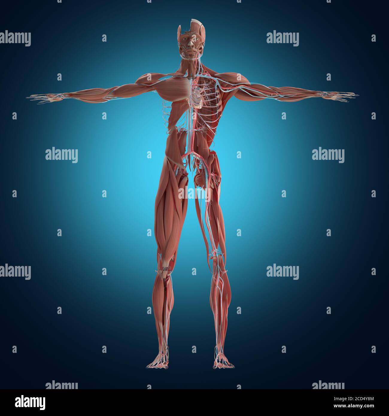 Imagenes Del Cuerpo Humano Completo