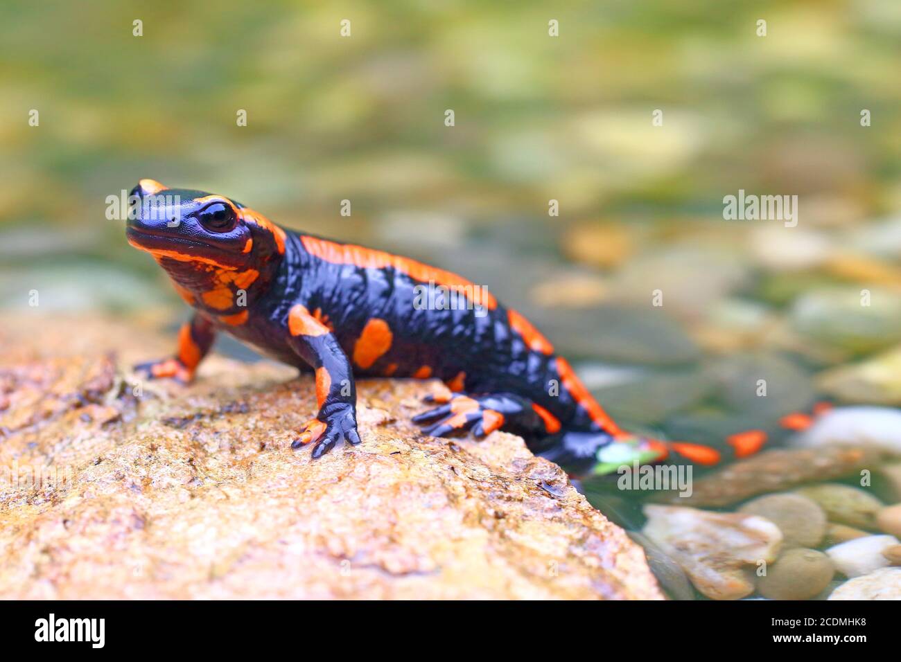 Larvas De Salamandra Escura