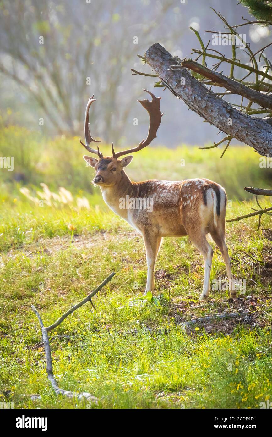 Ciervo barbecho Dama Dama Stag caminando en un bosque. Los colores de ...