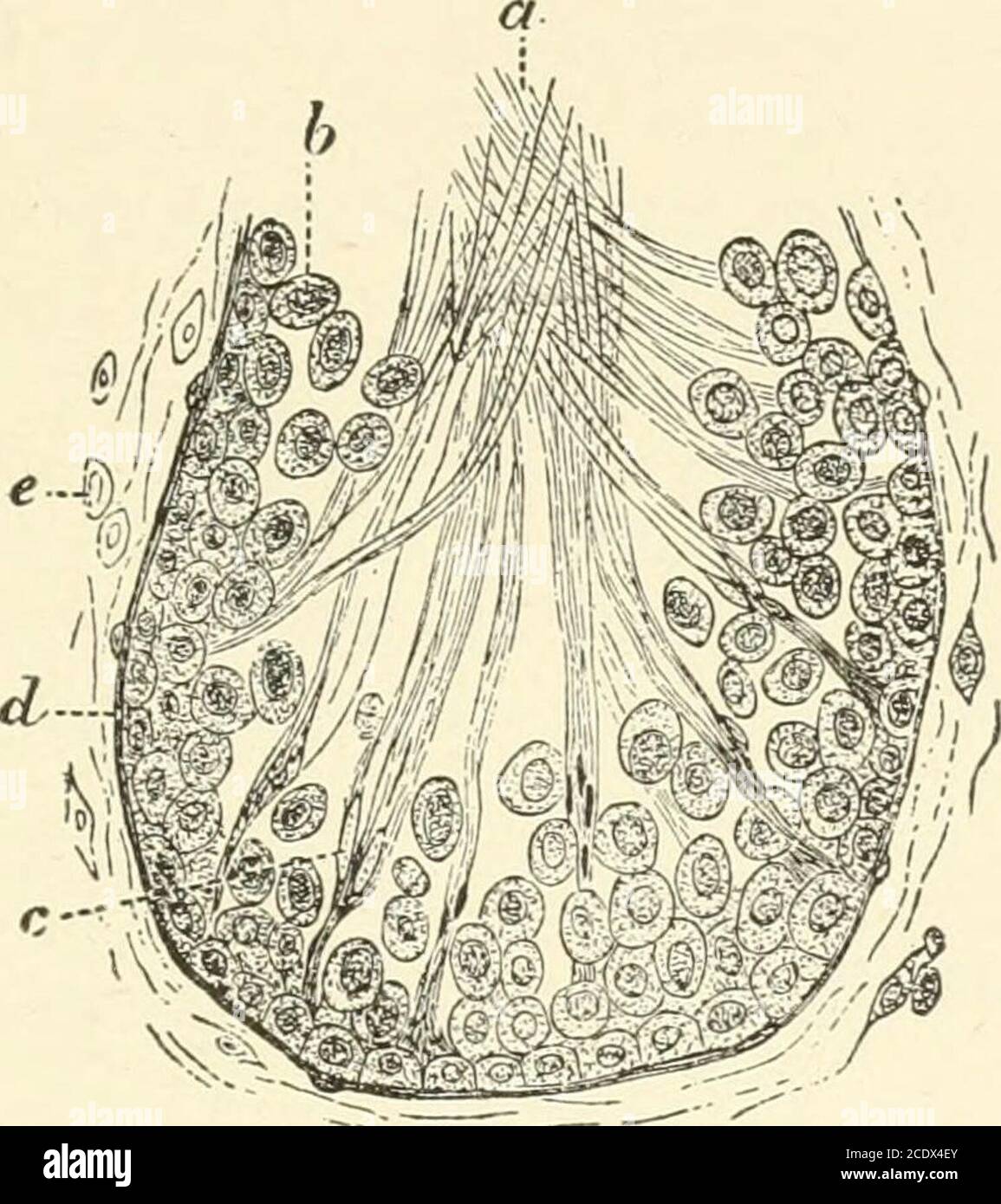 Histología De Las Células De Sertoli
