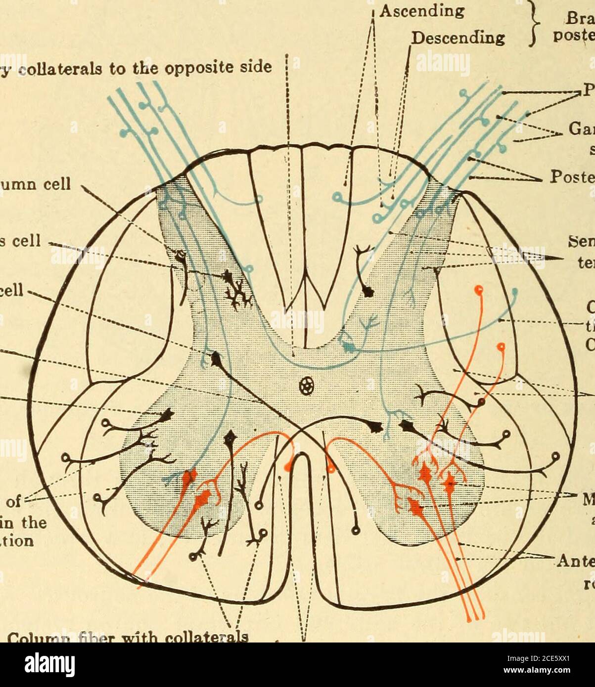 Histología Del Ganglio Espinal