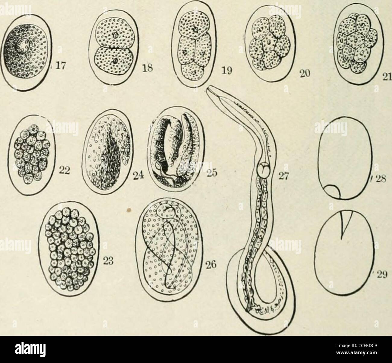 Huevo De Ancylostoma Duodenale