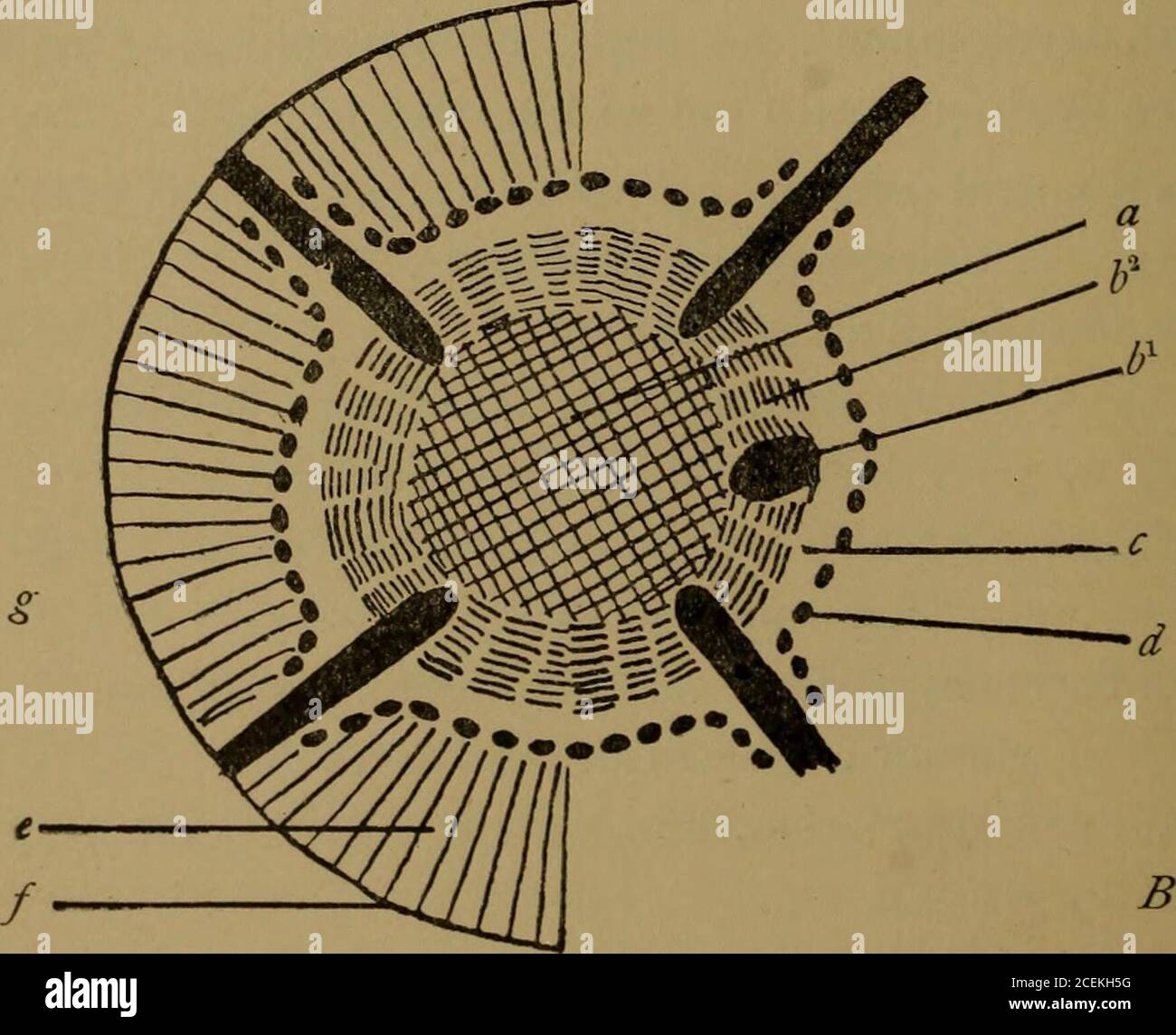 Tejidos de meristemo fotografías e imágenes de alta resolución - Alamy