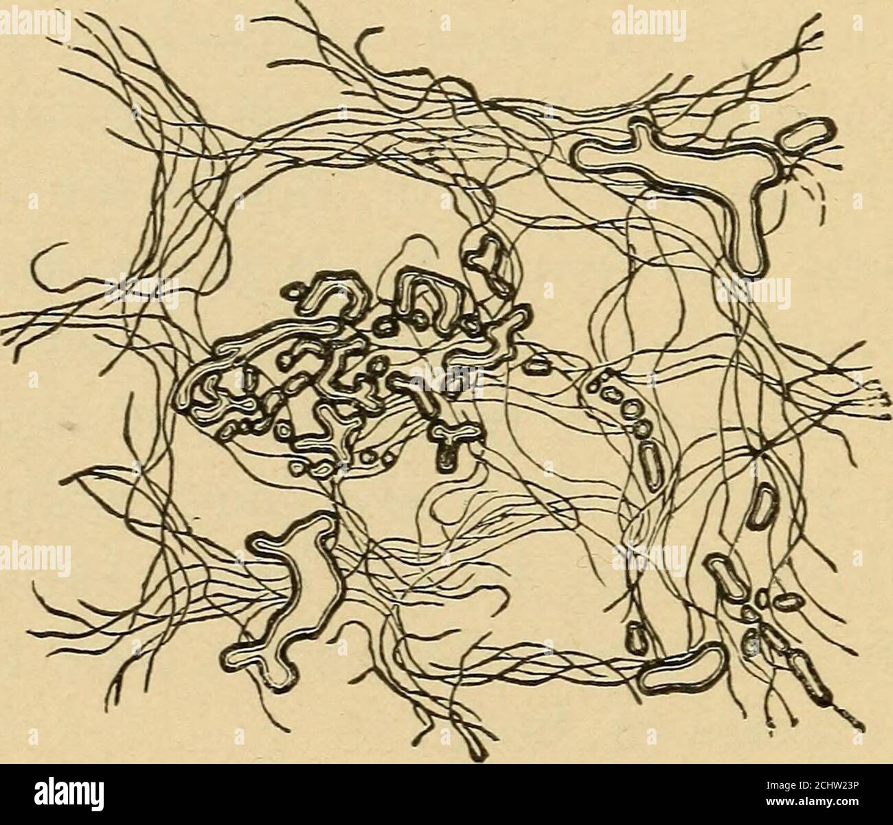 . Atlas y epítome de traumática . como interrumpido repentinamente por ...