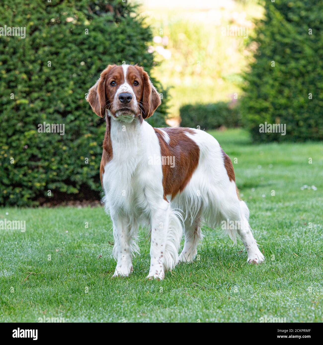 Son Los Springer Spaniels Galeses Perros Inteligentes