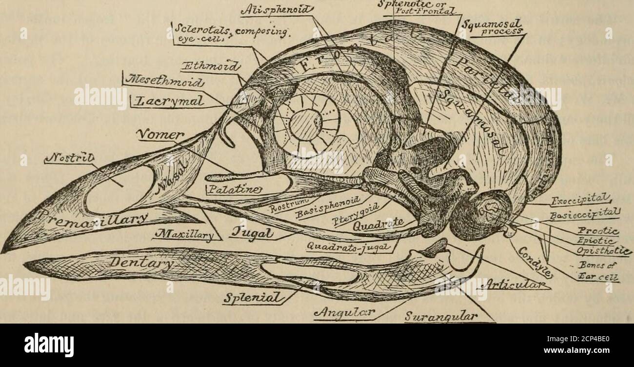 Craneo de ave partes fotografías e imágenes de alta resolución - Alamy