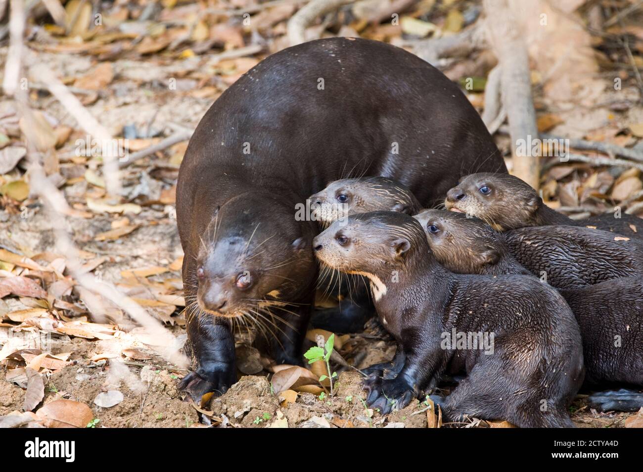 Bebé Nutria Gigante De Río