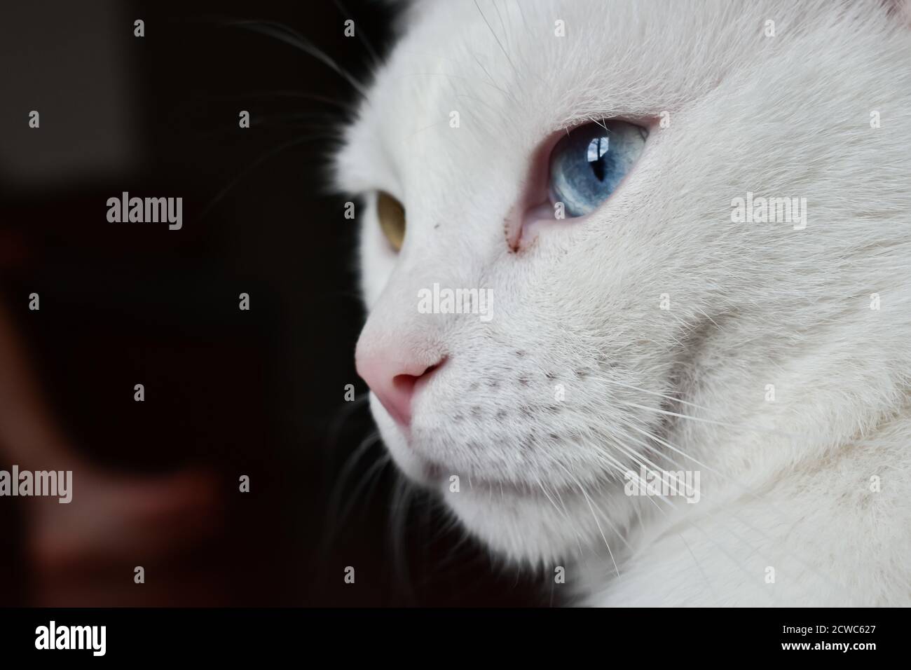 Gatitos Blancos Con Ojos Azules Y Verdes