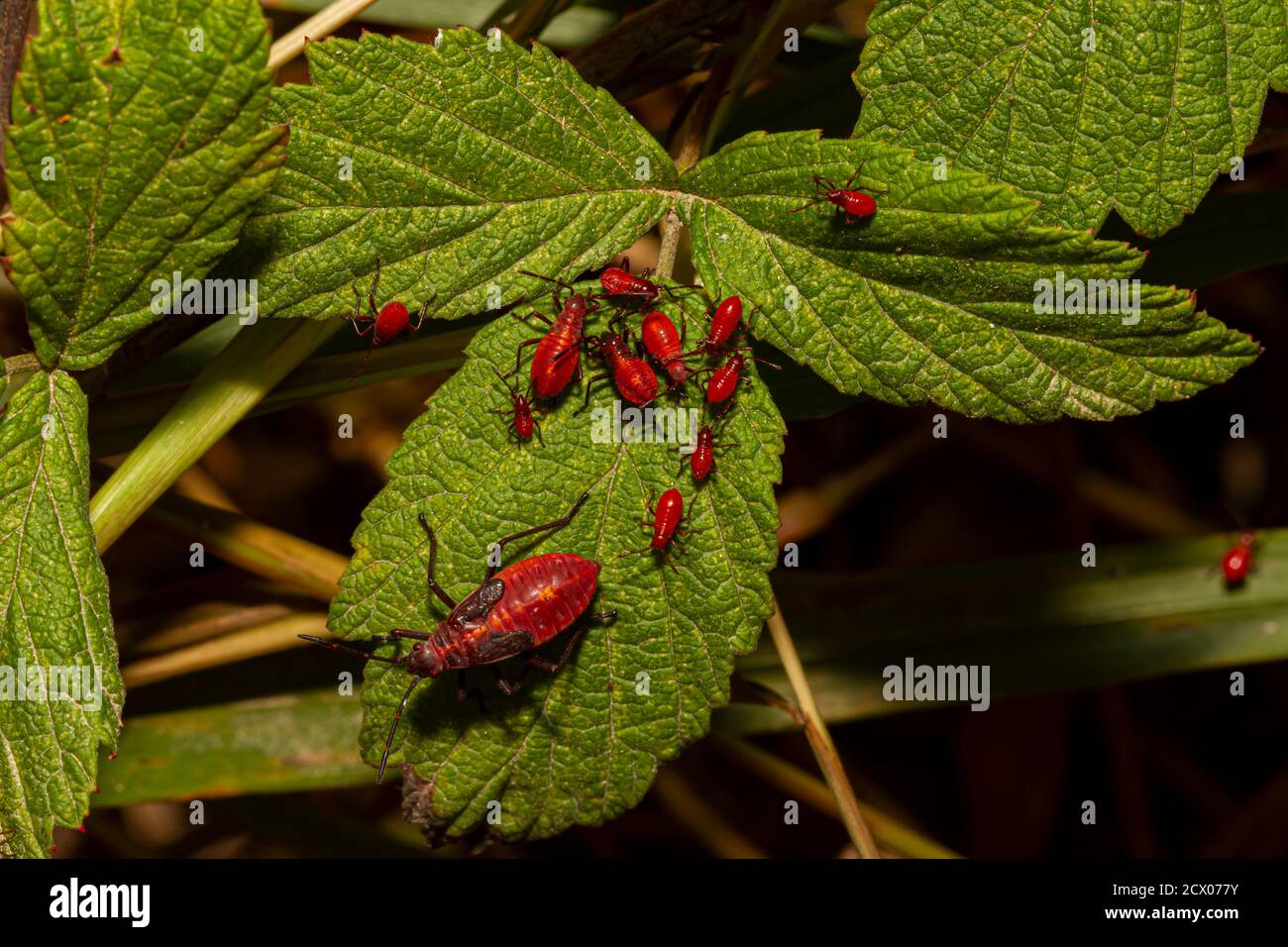 Pulgón Rojo