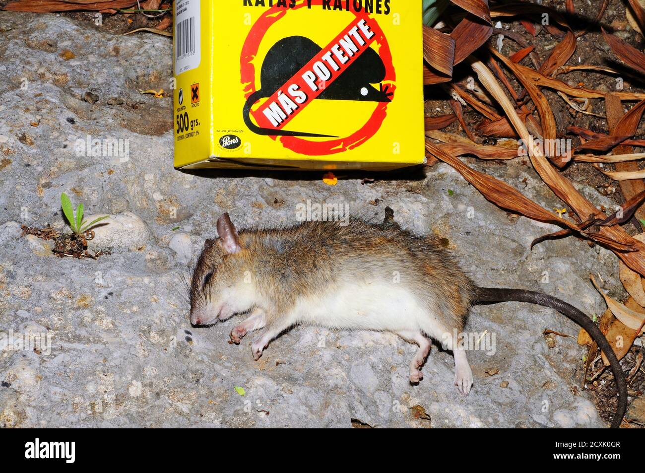 Caja de veneno para ratas fotografías e imágenes de alta resolución - Alamy