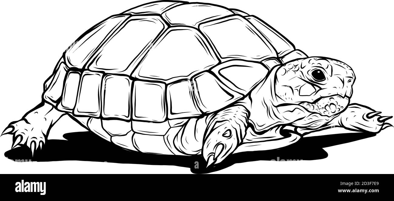 Dibujodecaparazondetortuga