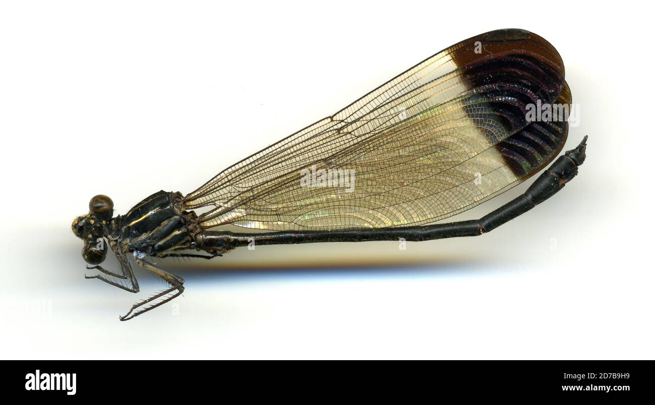 Caqueta, Morelia, Rio Bodoquero, Colombia, Polythore derivata ...