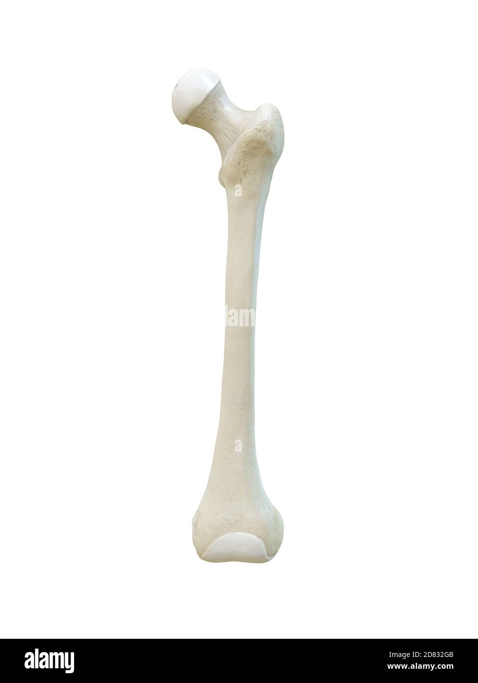 Anatomía Del Fémur Humano