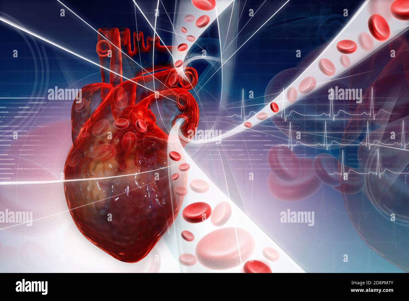 Anatomía de una almeja: descubre sus partes principales y composición ...