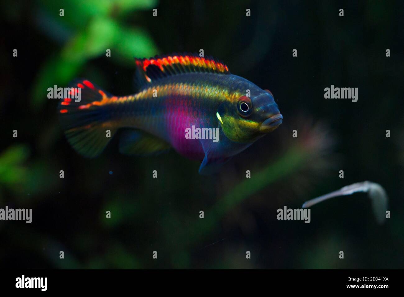 Kribensis pelvicachromis kribensis fotografías e imágenes de alta ...