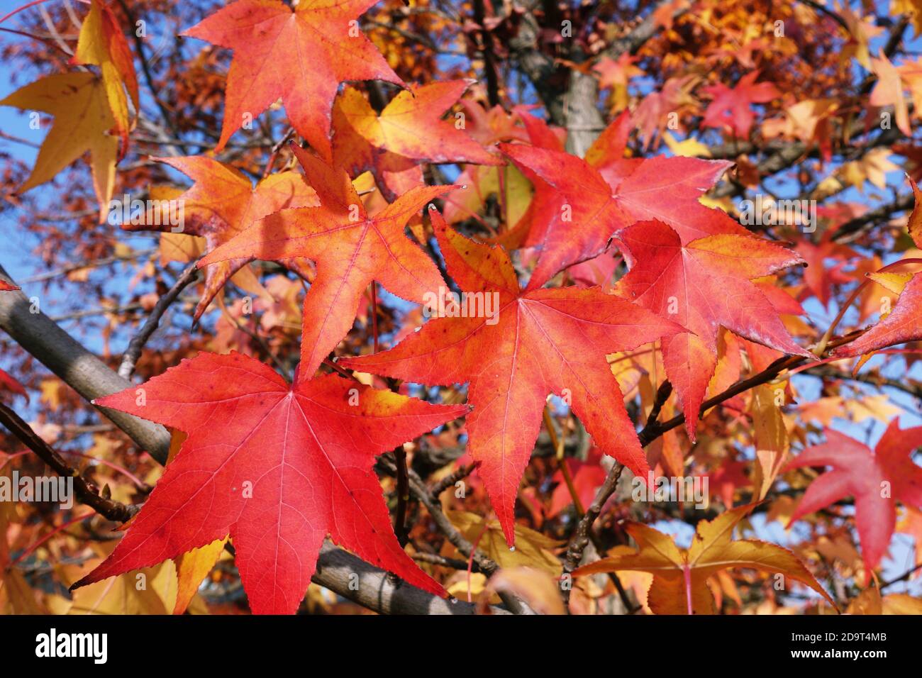 Download Hoja De Un Árbol Hojas De Arbol Otoño HD Transparent PNG