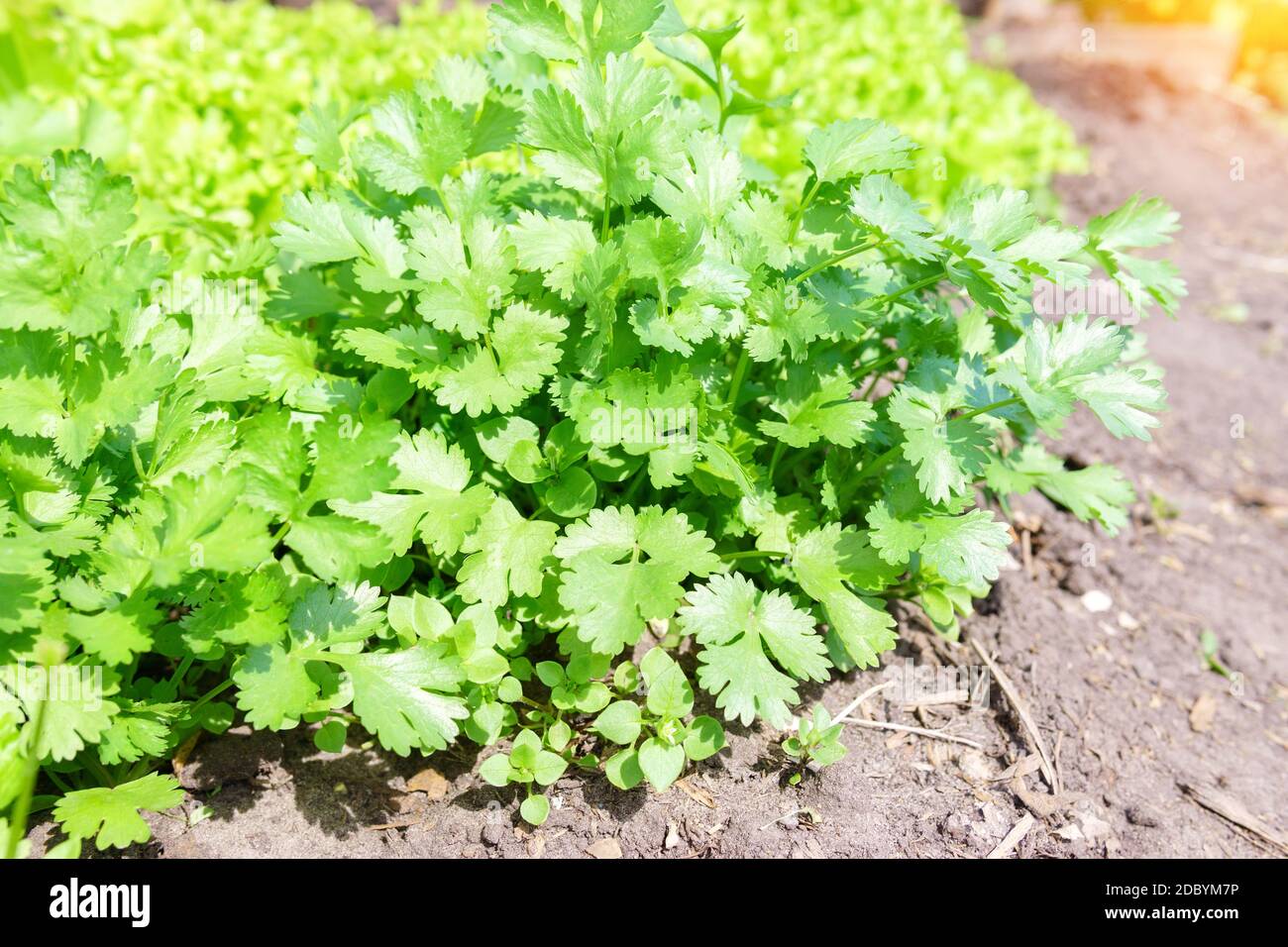 Etapas De Crecimiento Del Cilantro