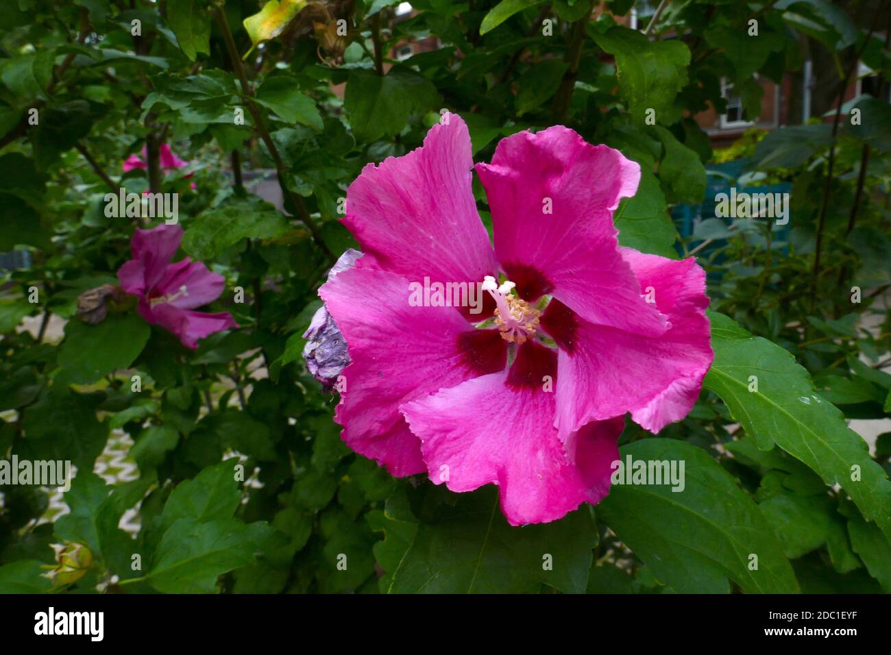 White Red Hibiscus Syriacus Flower Fotografías E Imágenes De Alta
