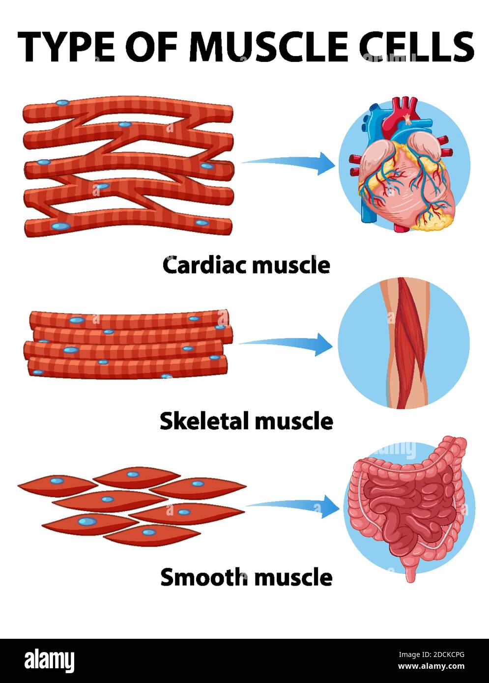 Skeletal Muscle Cells Fotos e Imágenes de stock - Alamy