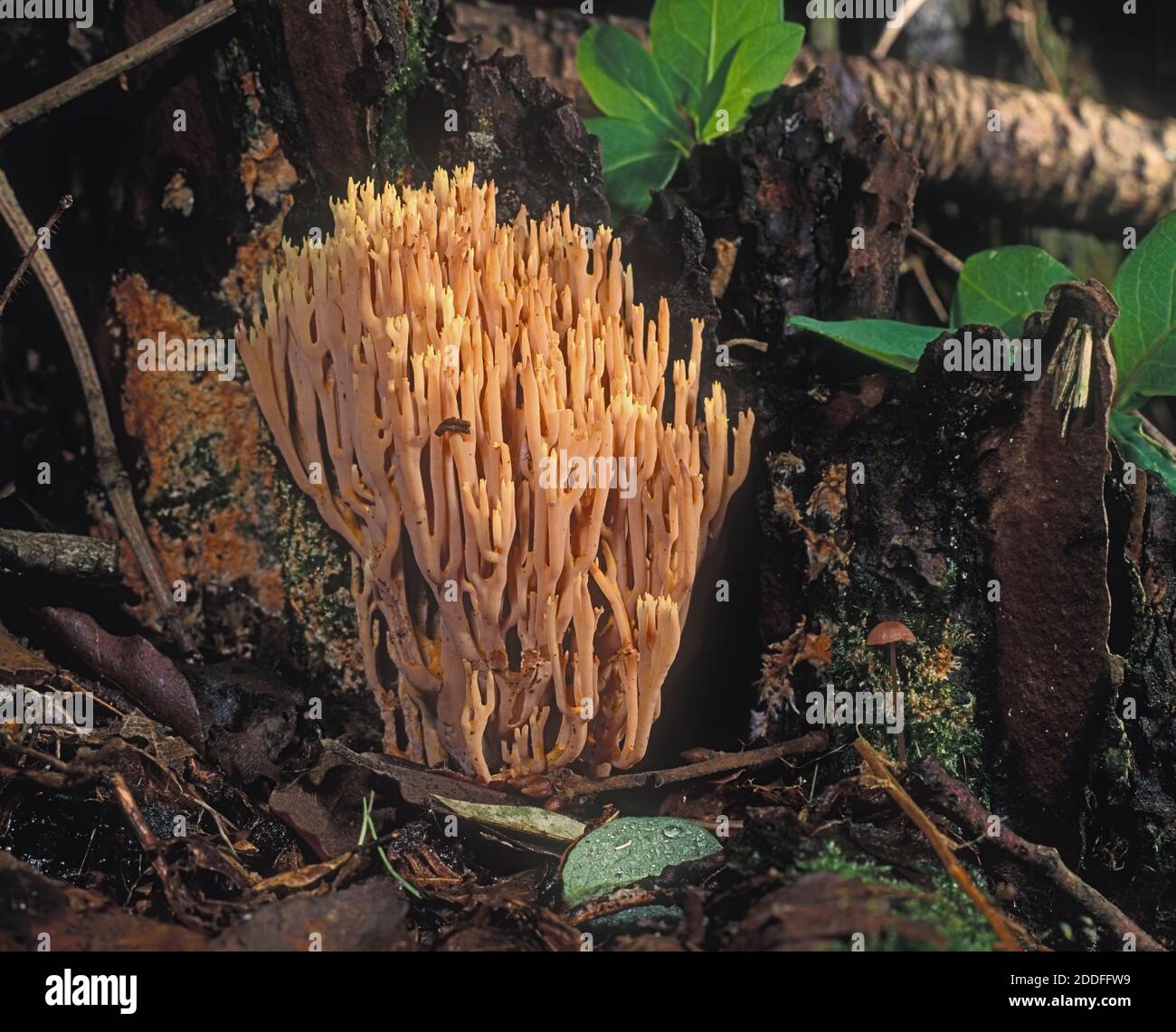 Hongo De Coral Rosa Fotos E Imágenes De Stock Alamy