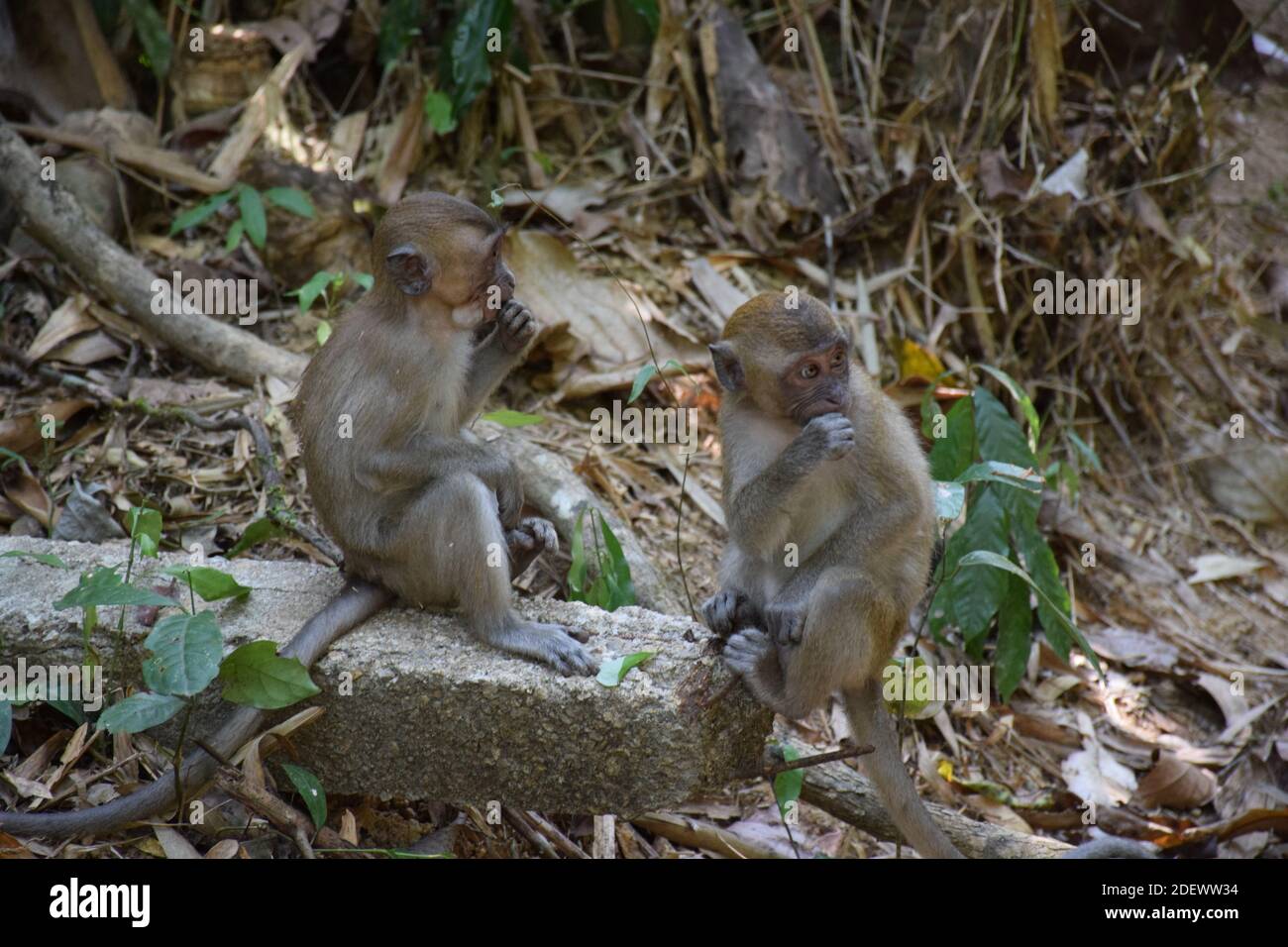 Monos Comiendo Selva Fotos e Imágenes de stock - Alamy