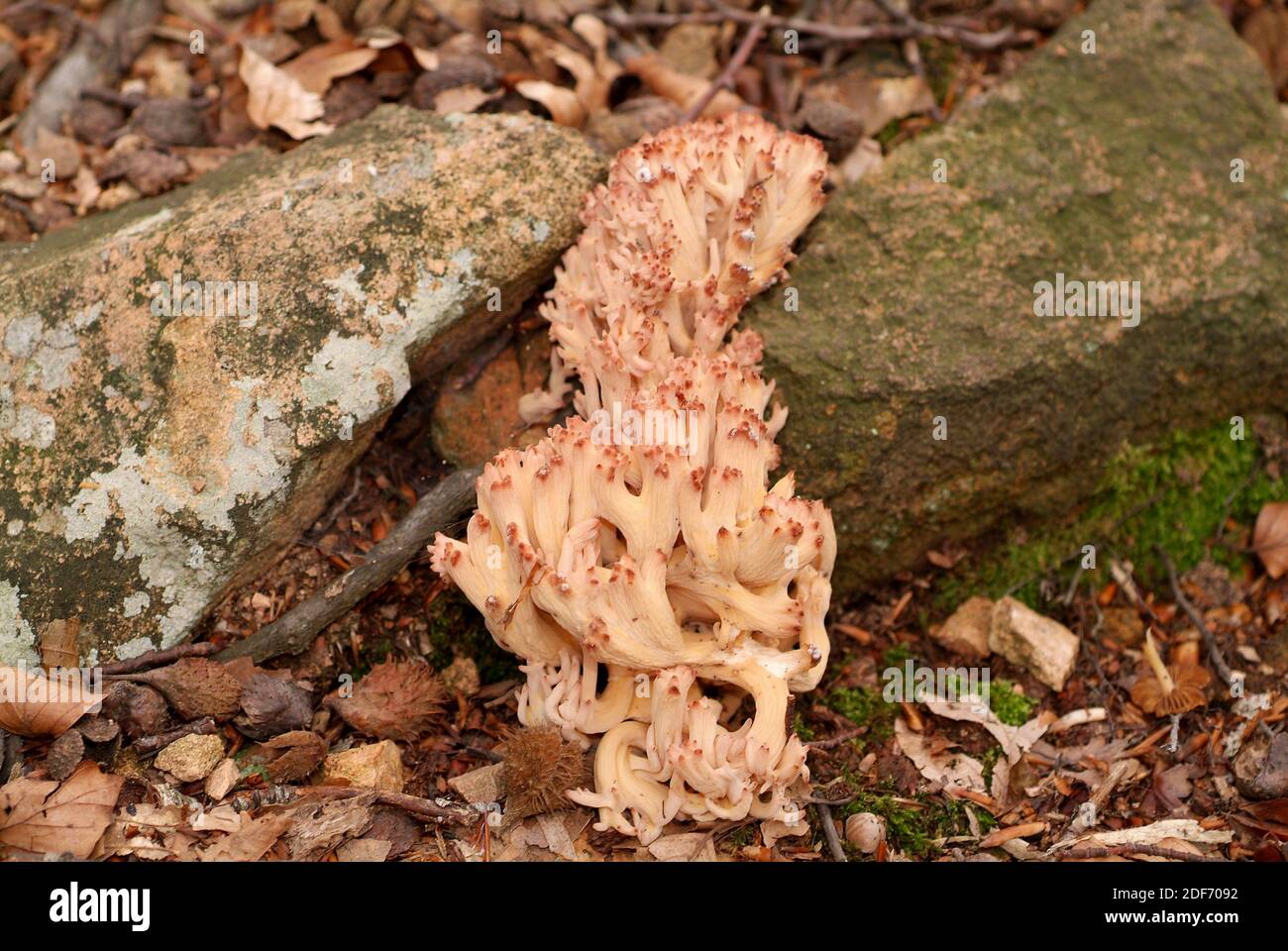 Hongo De Coral Rosa Fotografías E Imágenes De Alta Resolución Alamy