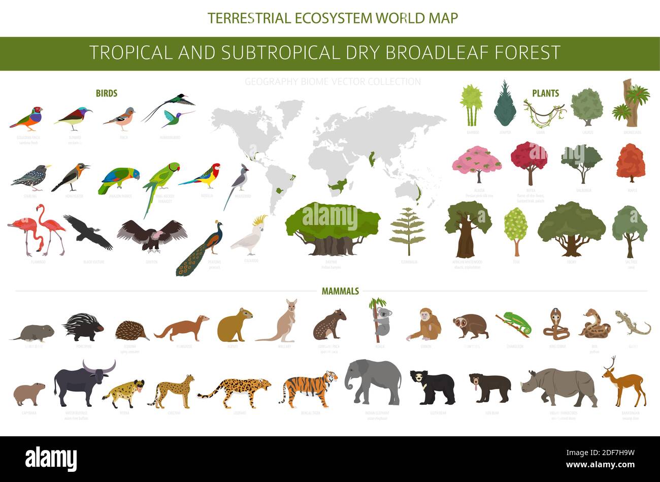 Plantas Y Animales Del Bosque Seco Tropical