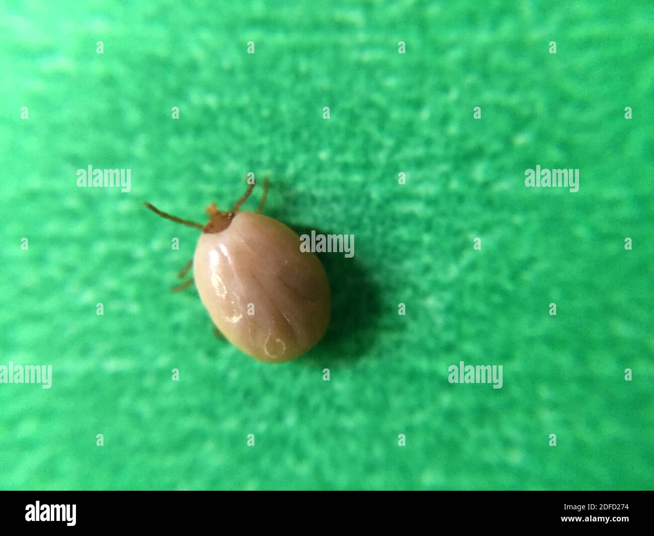 Tiposdegarrapatasdevenado