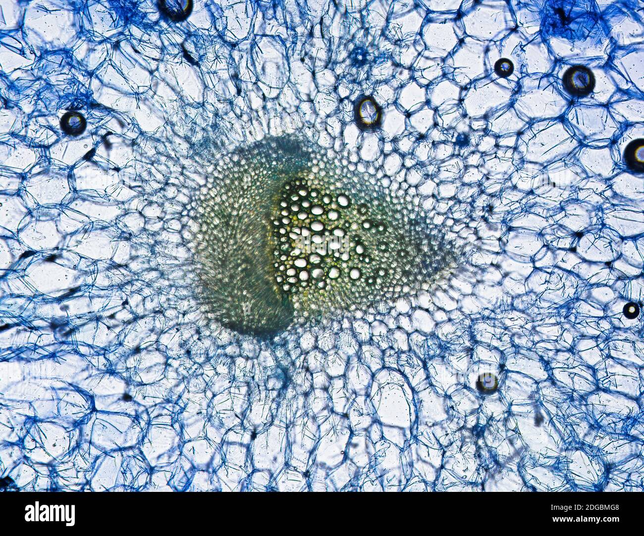 Células De Apio Bajo El Microscopio