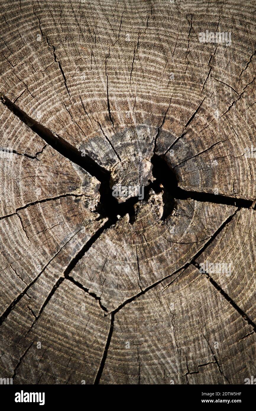 Araña Del Tocón De árbol Fotografías E Imágenes De Alta Resolución Alamy