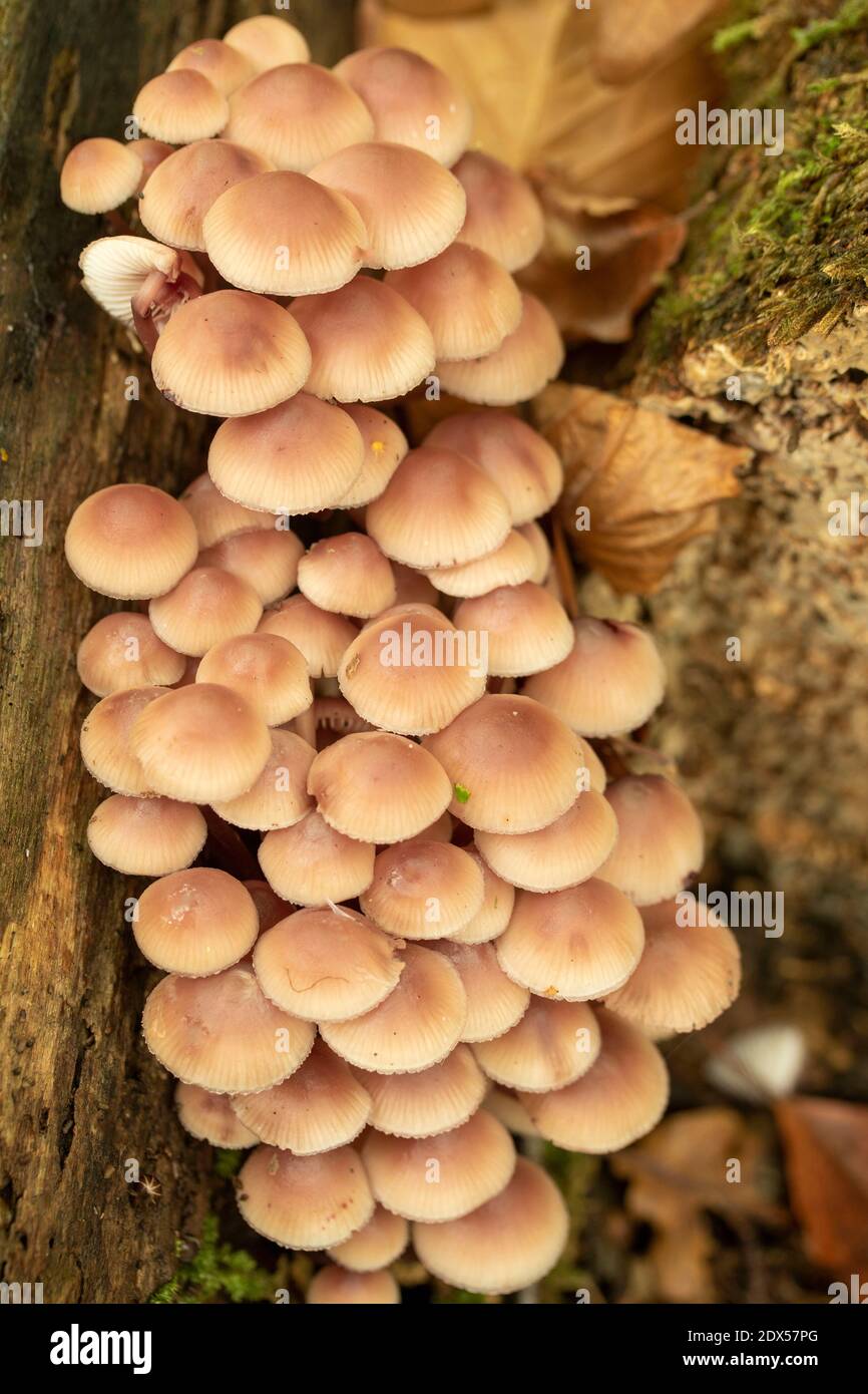 Biología Del Descomponedor