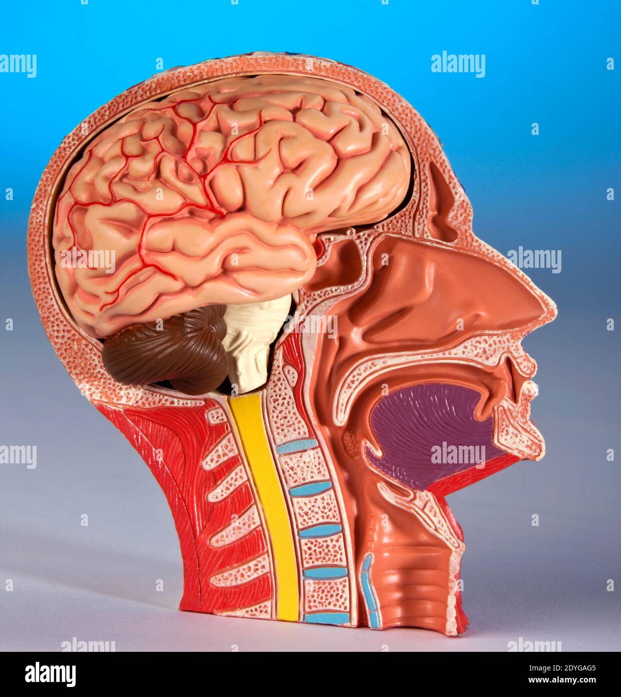 Cerebro Humano En La Cabeza