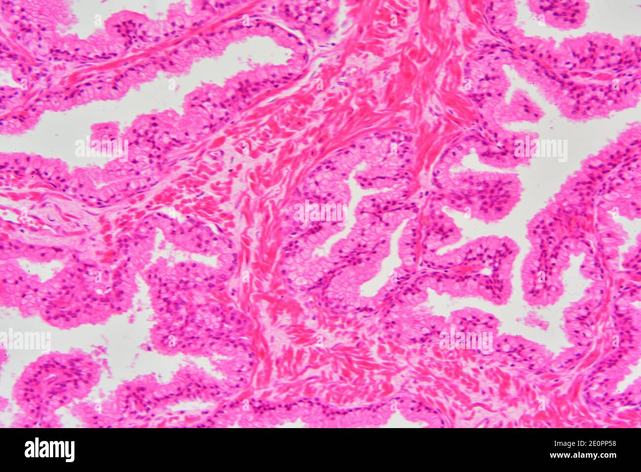 Células reproductoras masculinas fotografías e imágenes de alta ...