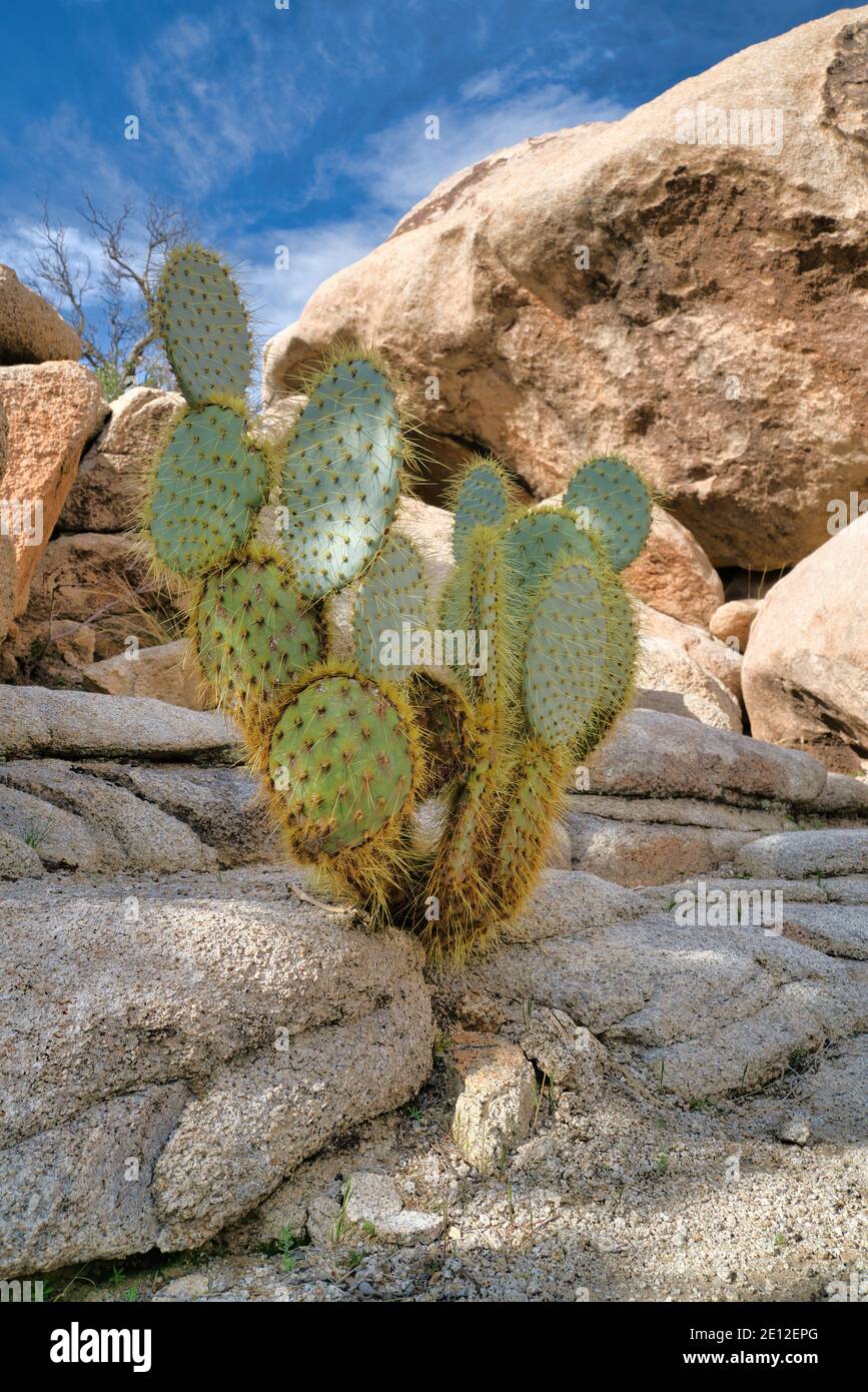 Cactus Con Hojas Redondas