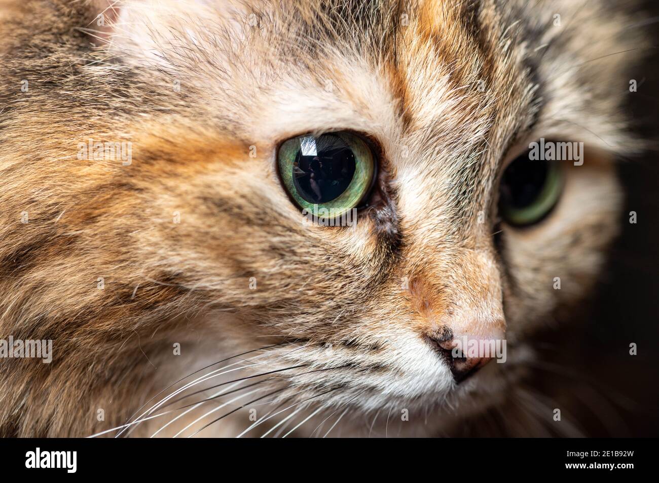 Gato con cola rayada fotografías e imágenes de alta resolución - Alamy