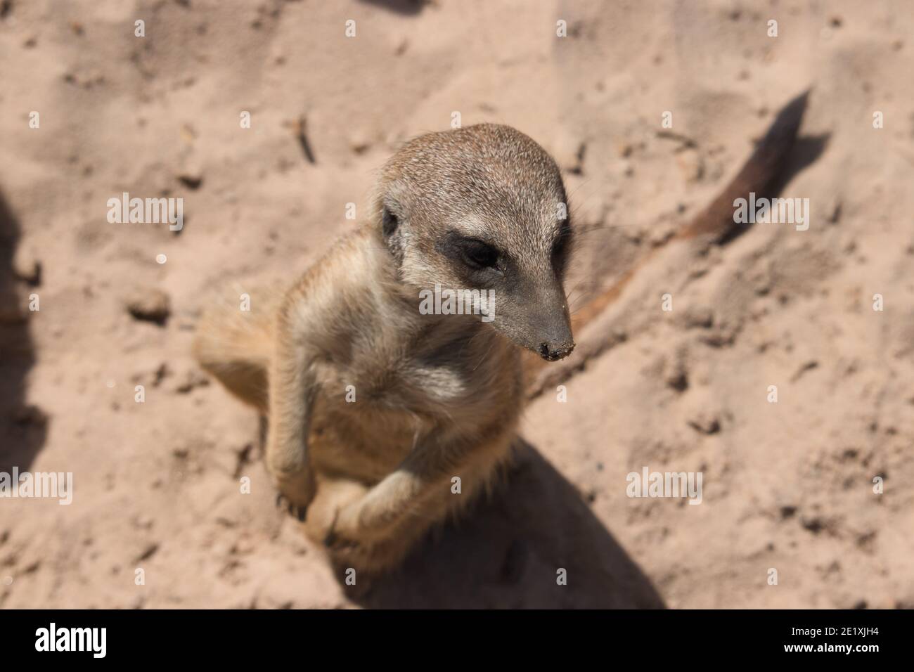 Suricata Animal Suricatta Do Nome Do Latino De Meerkat No Selvagem ...