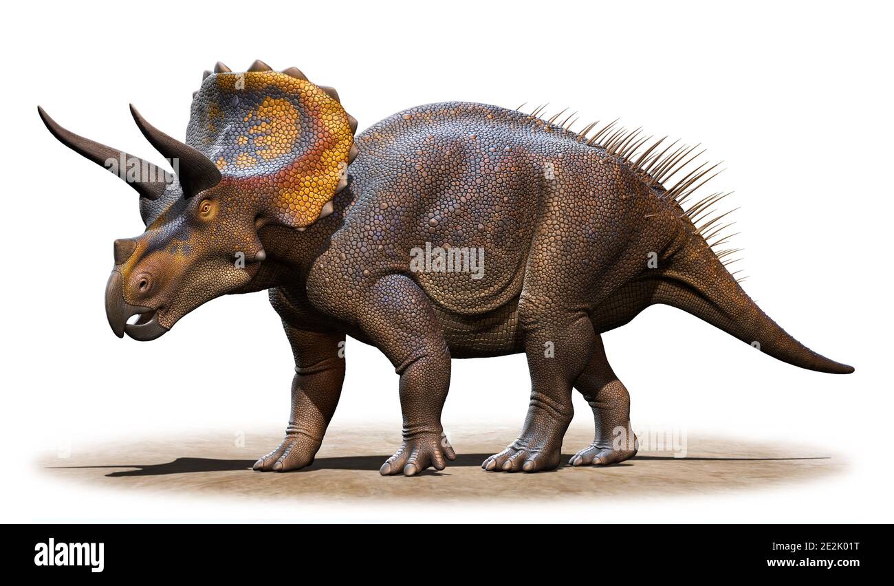 Vista Frontal De La Cabeza De Triceratops