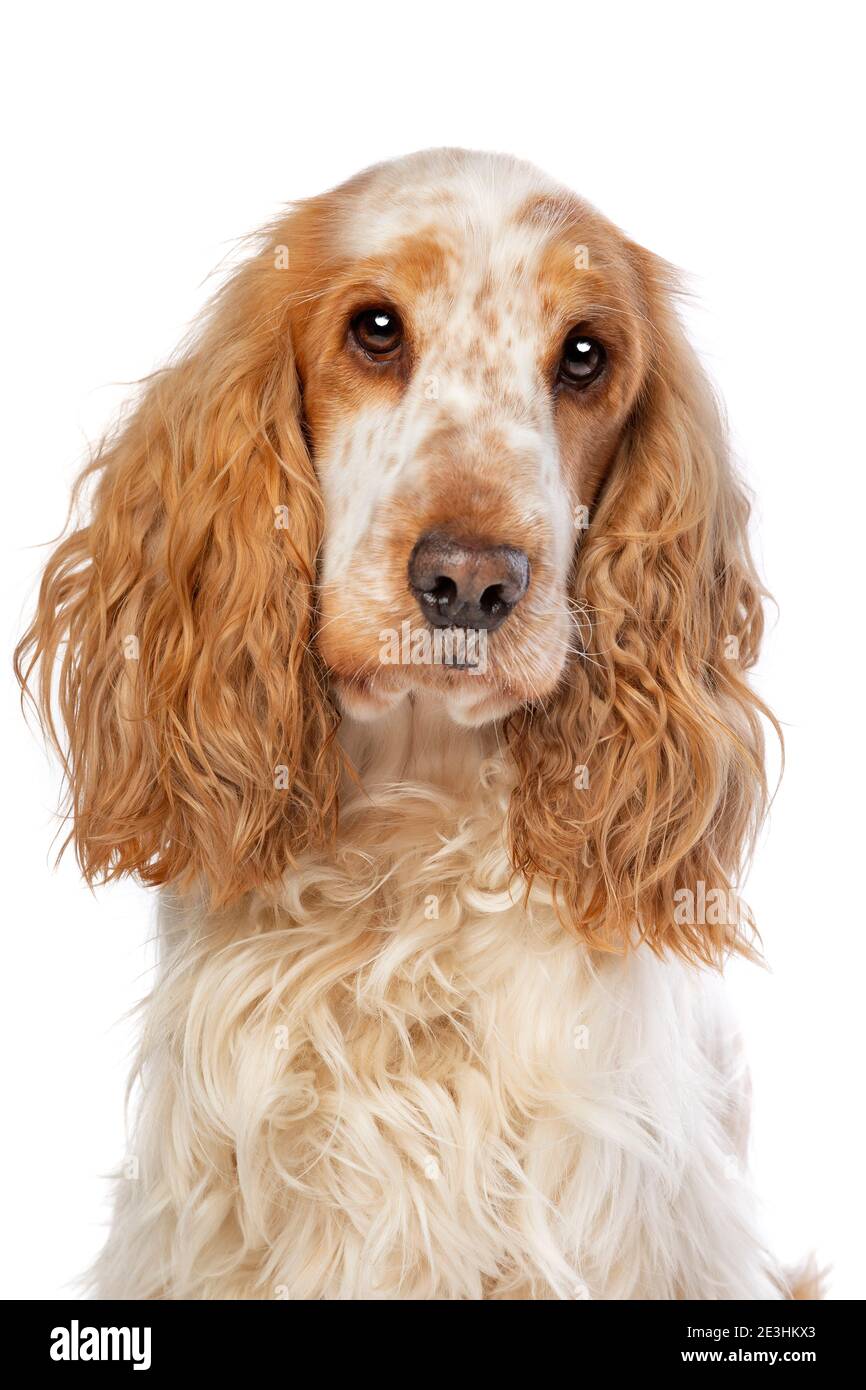 Cachorros Cocker Spaniel Blancos Y Marrones