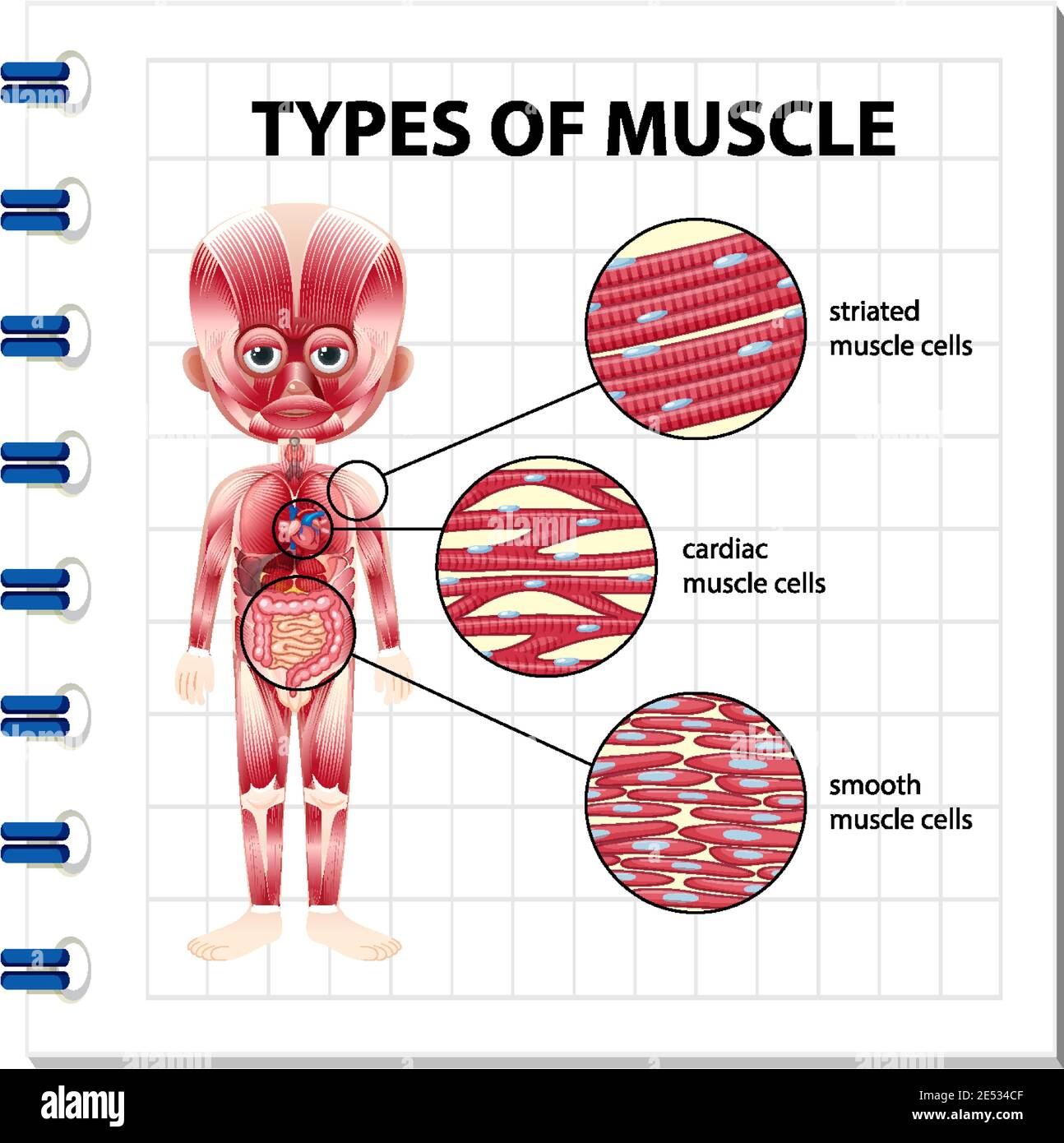 Tipos musculares Imágenes vectoriales de stock - Alamy