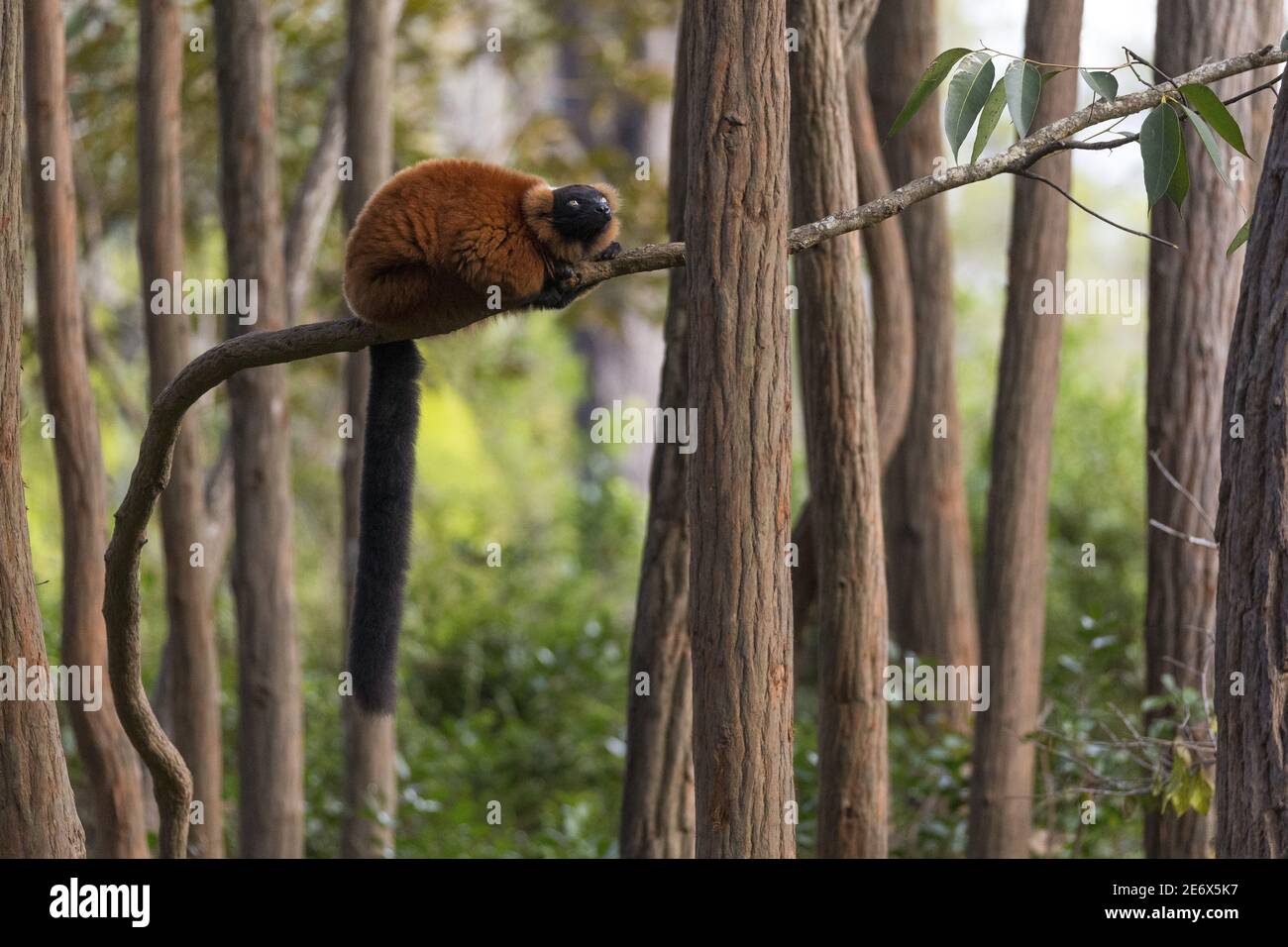 Northeast madagascar fotografías e imágenes de alta resolución - Alamy