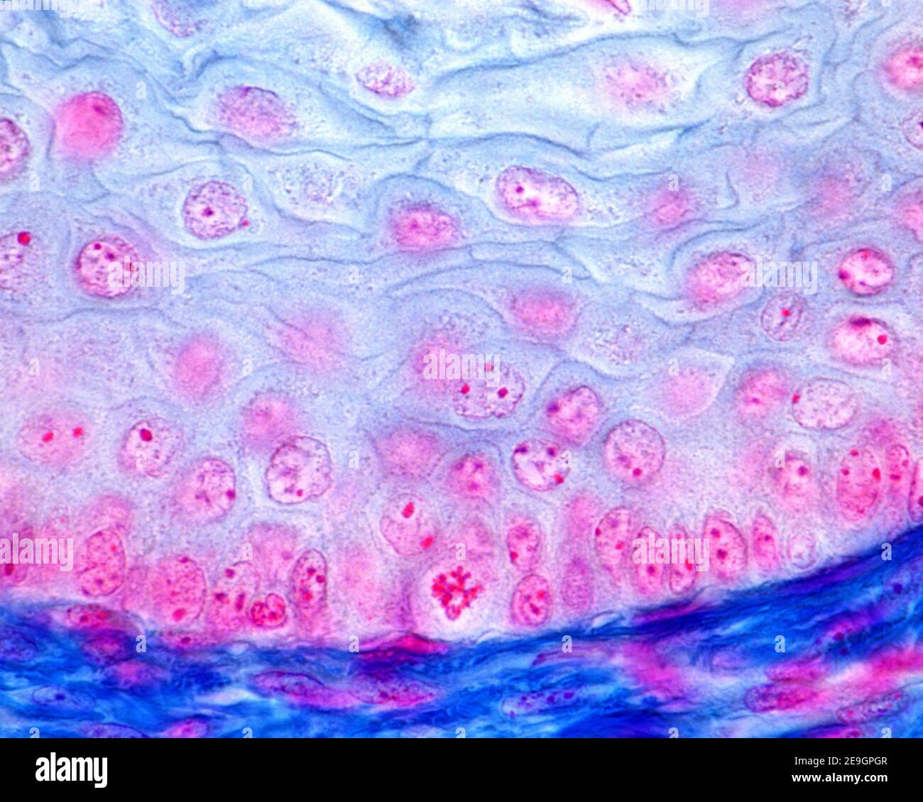 Histología Del Estrato Basal