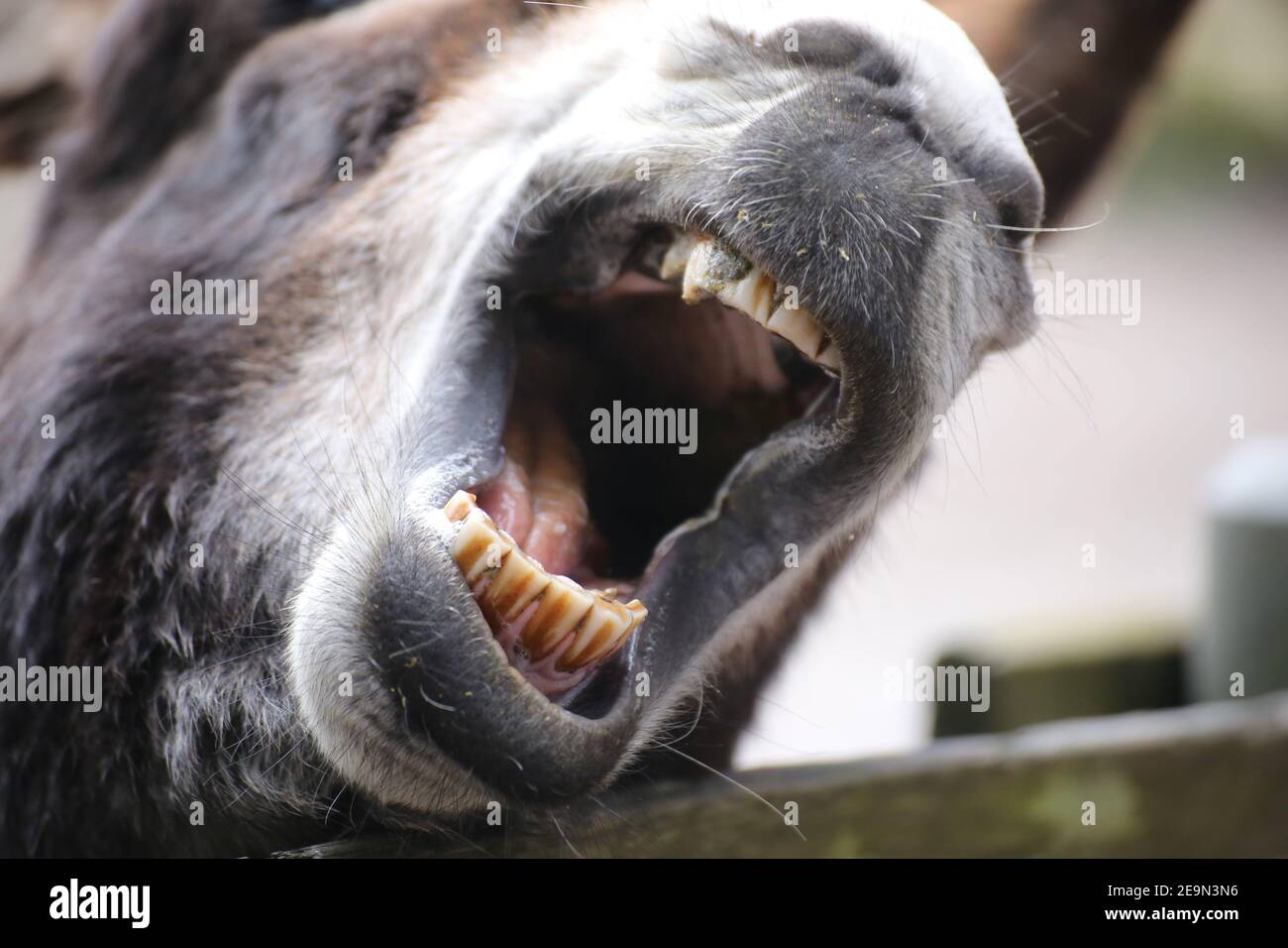 Dentes De Cara De Burro