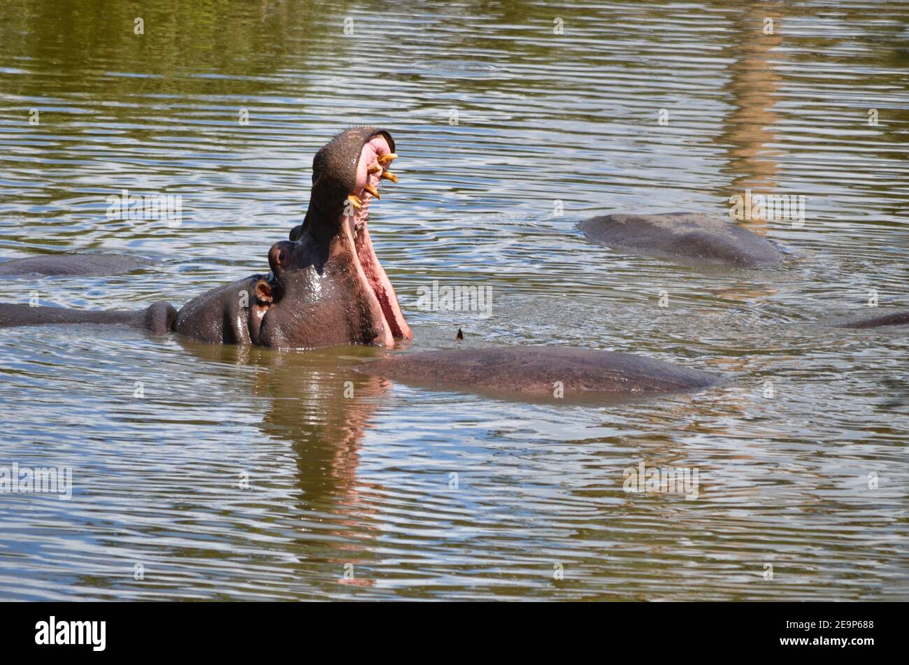 Bostezando En El Agua Fotografías E Imágenes De Alta Resolución Alamy