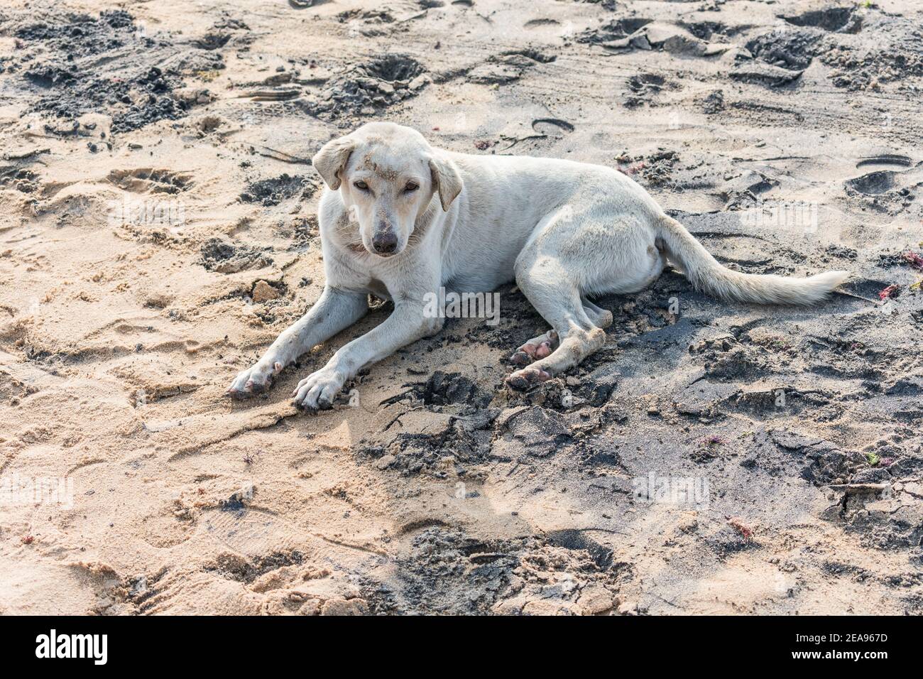 De Que Raza Son Los Perros Callejeros En La India