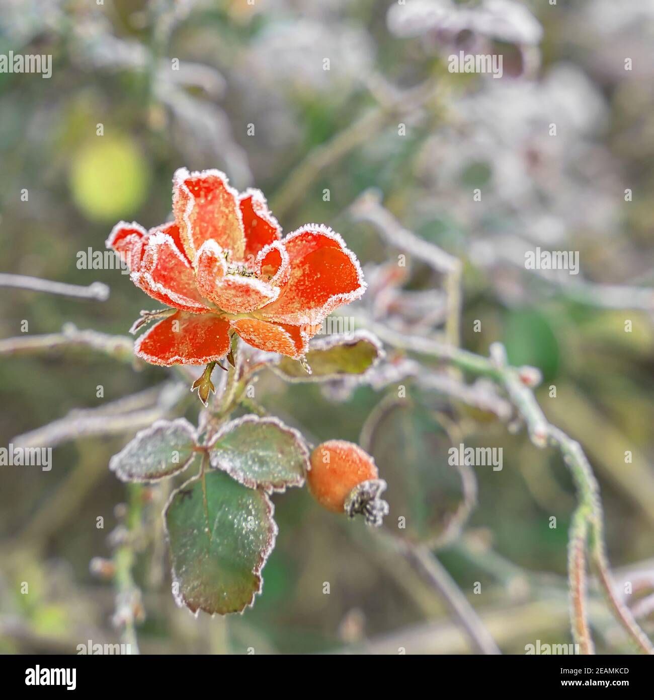 Ice flower fotografías e imágenes de alta resolución - Alamy