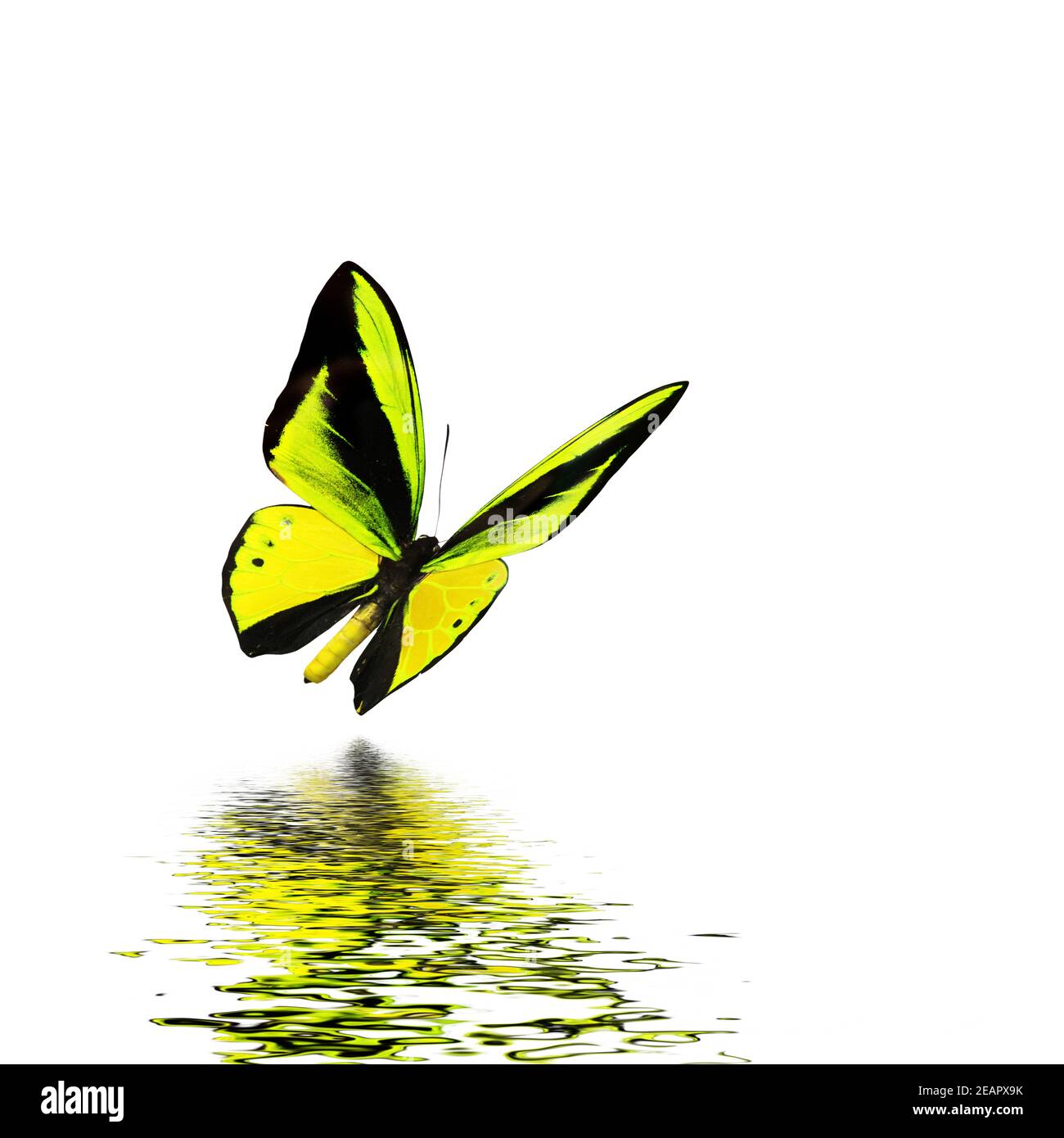 Mariposas Reales Volando