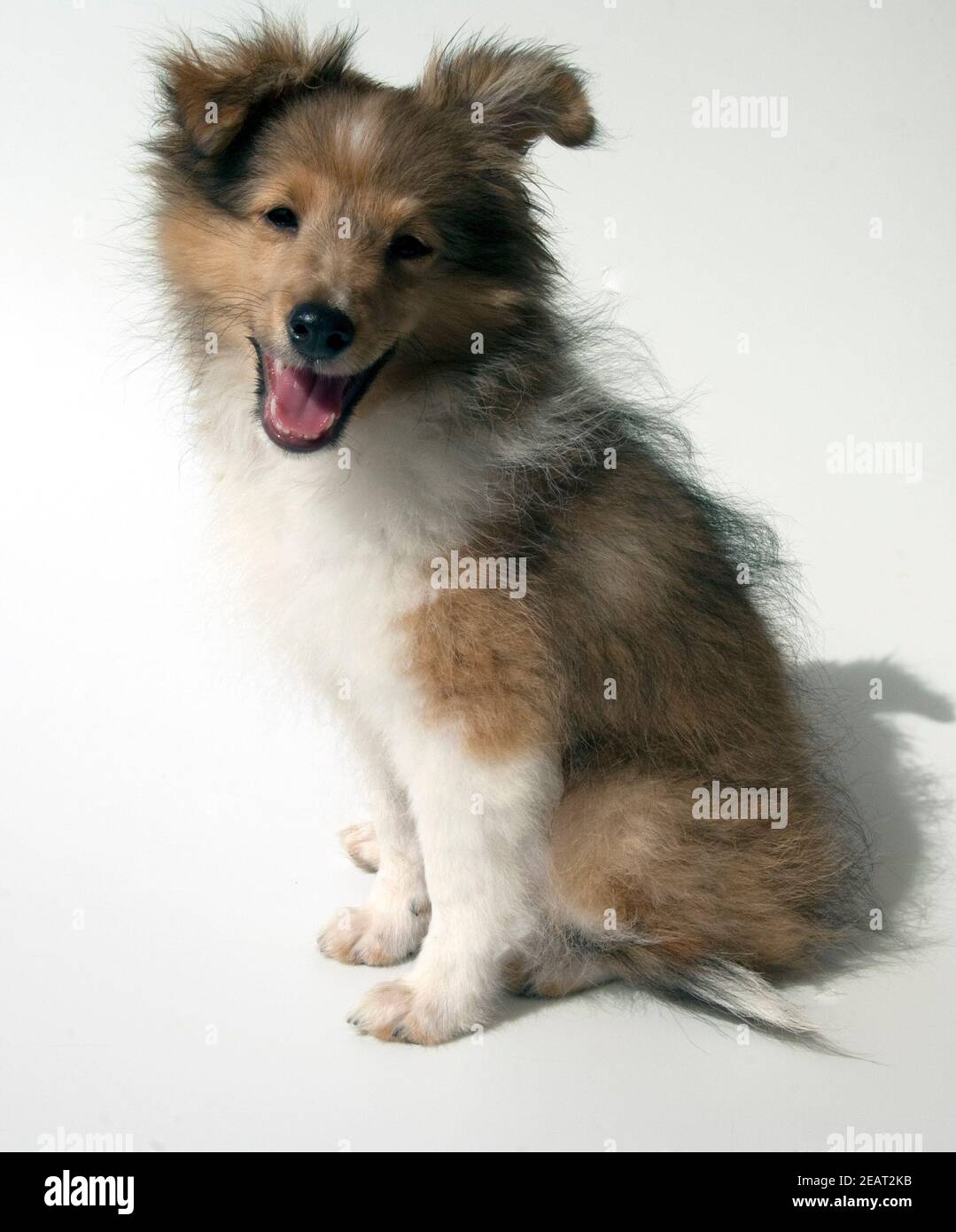 Cuanto Cuestan Los Collies Miniatura