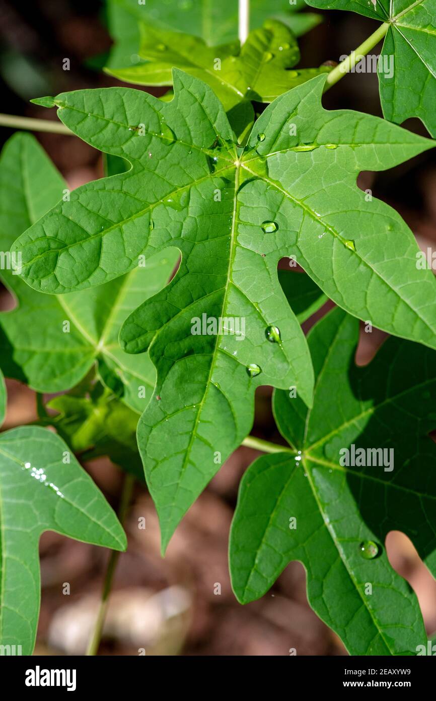 Gota De Agua En La Hoja De La Planta Fotos E Imágenes De Stock Página